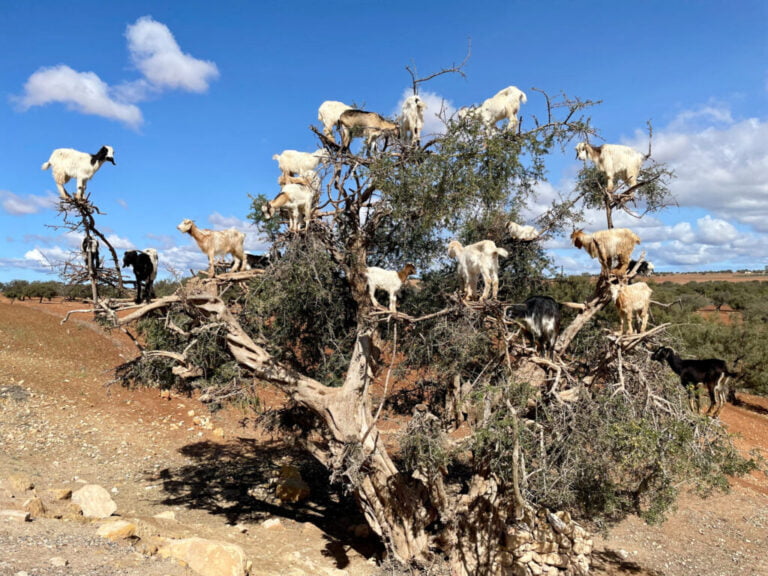 Seeing Goats in Argan Trees in Morocco | ByLanderSea Travel Tales