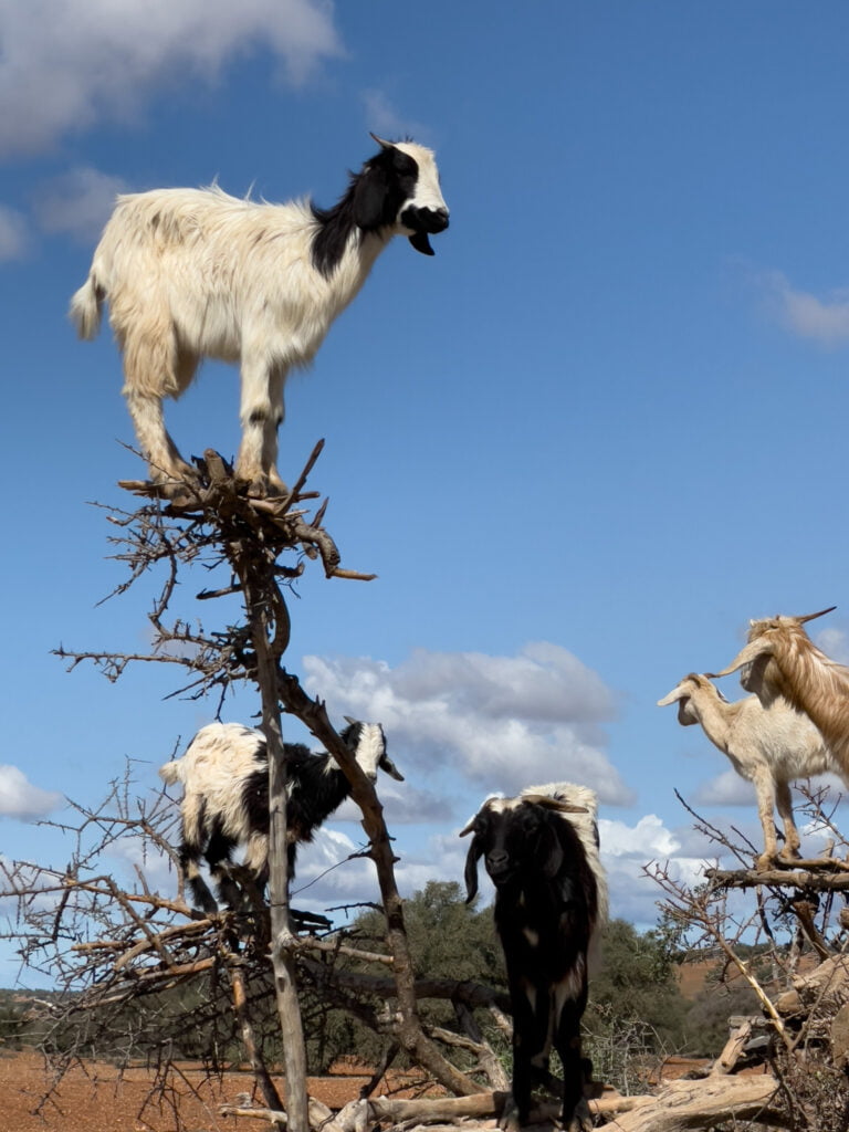 Seeing Goats in Argan Trees in Morocco | ByLanderSea Travel Tales