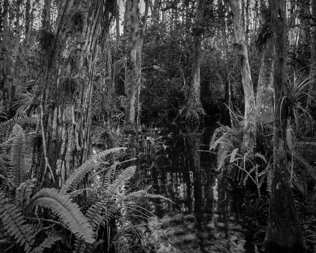 A Swamp Walk in the Everglades | ByLanderSea Travel Tales