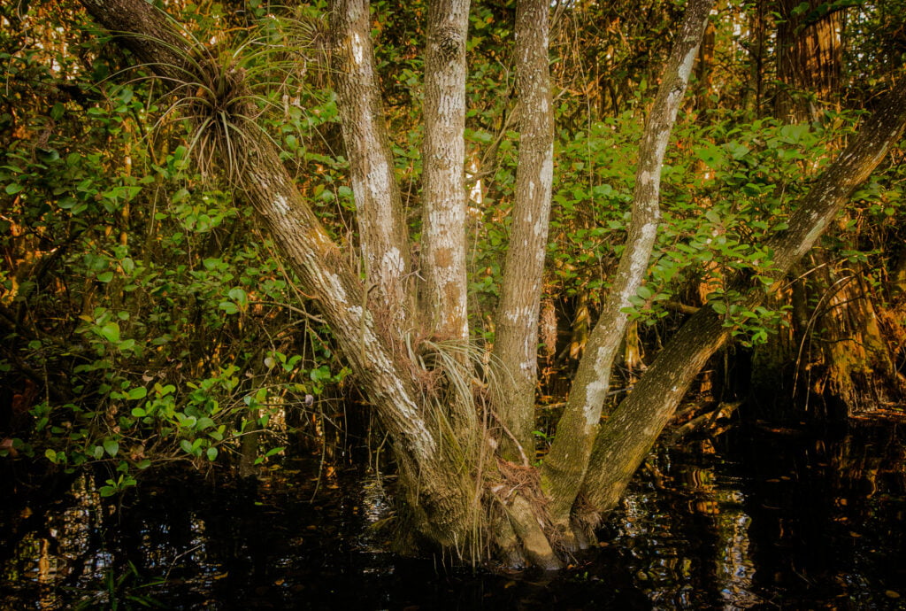 A Swamp Walk in the Everglades | ByLanderSea Travel Tales
