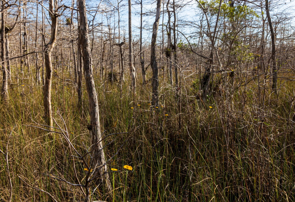 A Swamp Walk in the Everglades | ByLanderSea Travel Tales