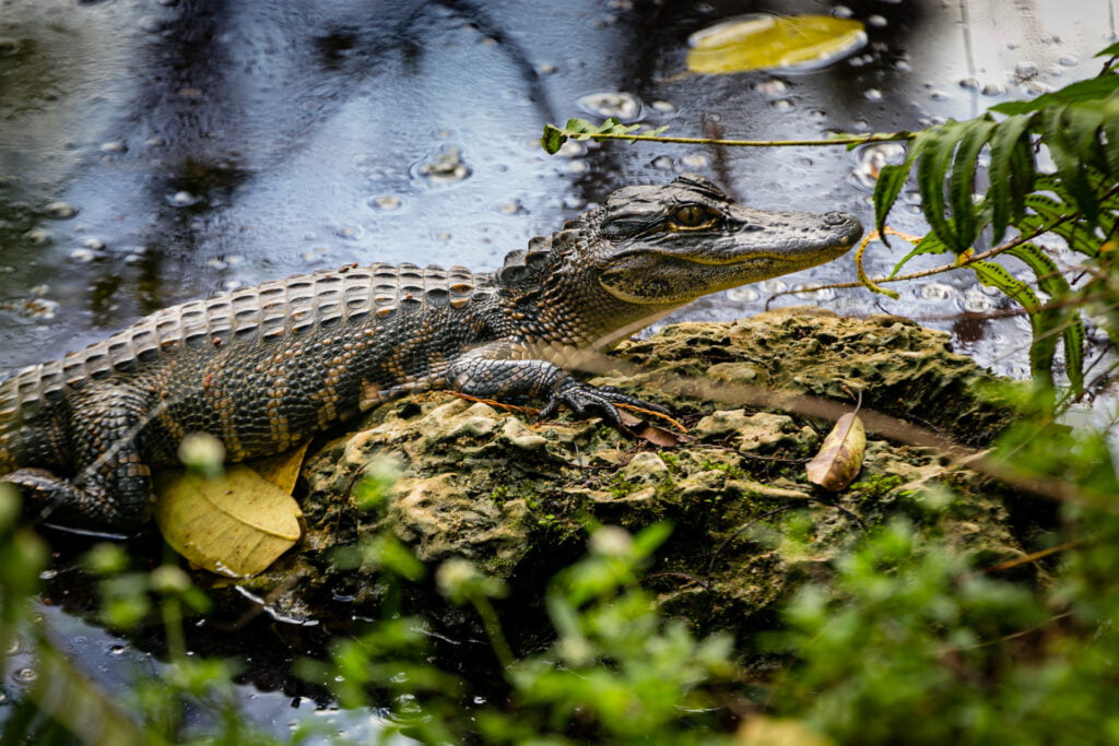 A Swamp Walk in the Everglades | ByLanderSea Travel Tales
