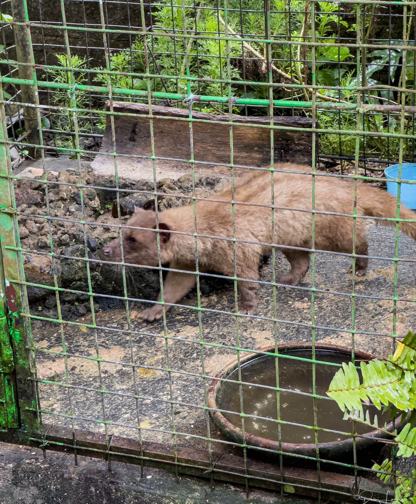 Learning about Controversial Kopi Luwak Coffee in Bali | ByLanderSea ...